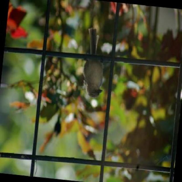 Ebon Object Detection Dataset And Pre Trained Model By Bird Detection