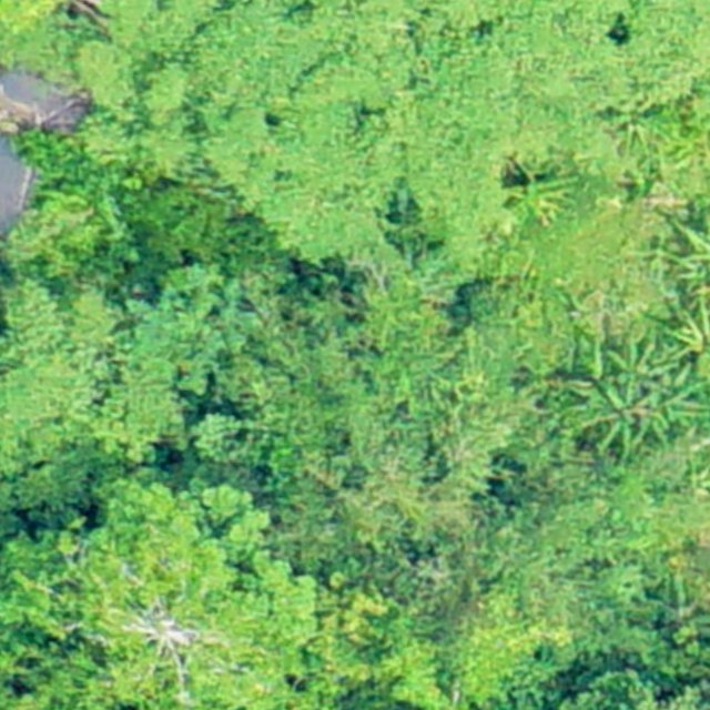 Coconut Tree Detection Object Detection Dataset By Bootcamp