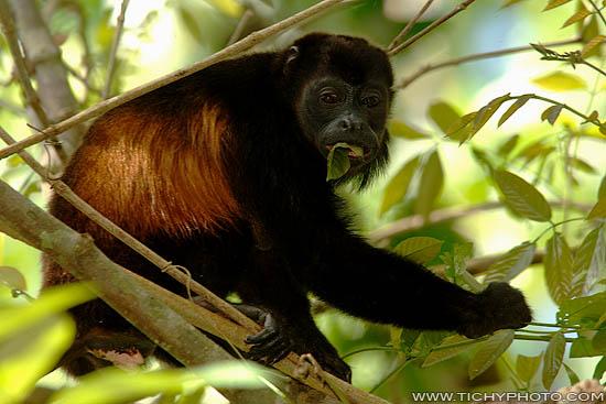 monkey_detection_vit Object Detection Dataset and Pre-Trained Model by monkeydetectionvit