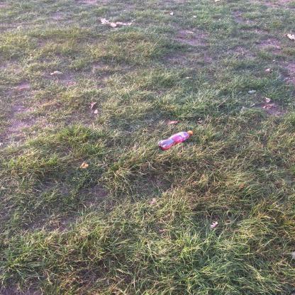 mc Object Detection Dataset and Pre-Trained Model by Multiclass2