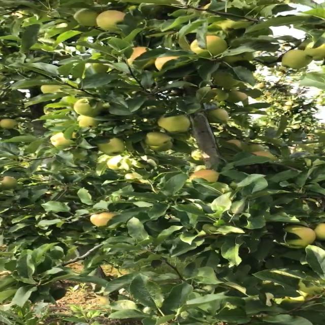 Apple Tree Segmentation Combined Instance Segmentation Dataset By Digitalagraai