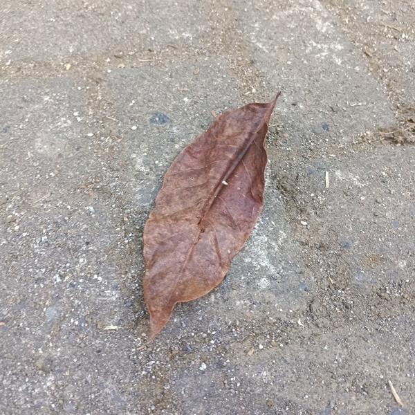 Waste Detection Instance Segmentation Dataset and Pre-Trained Model by Scoroom