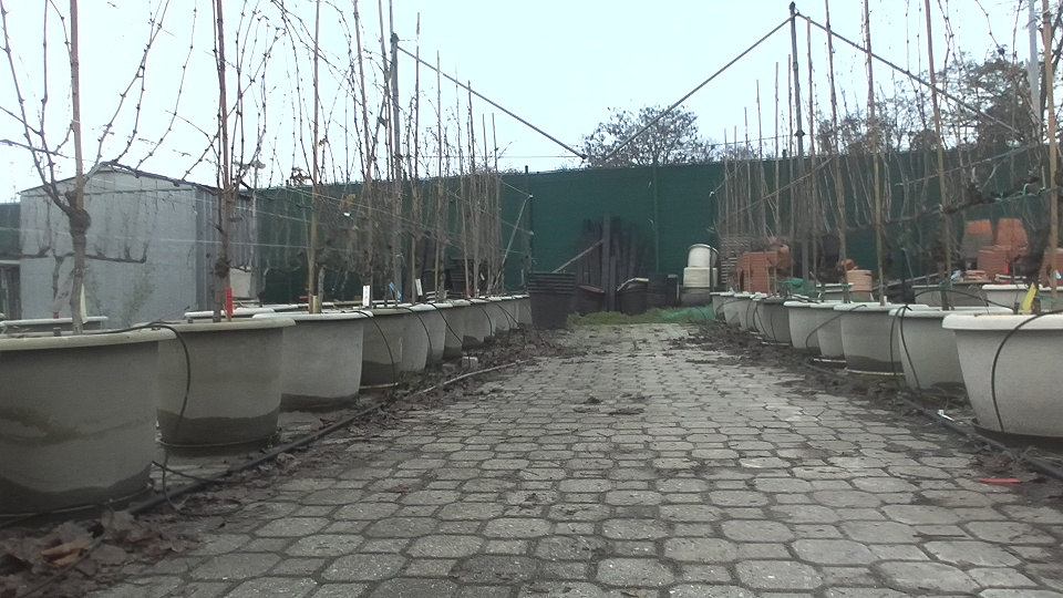 potted grapevine trunks Instance Segmentation Dataset by Vinum