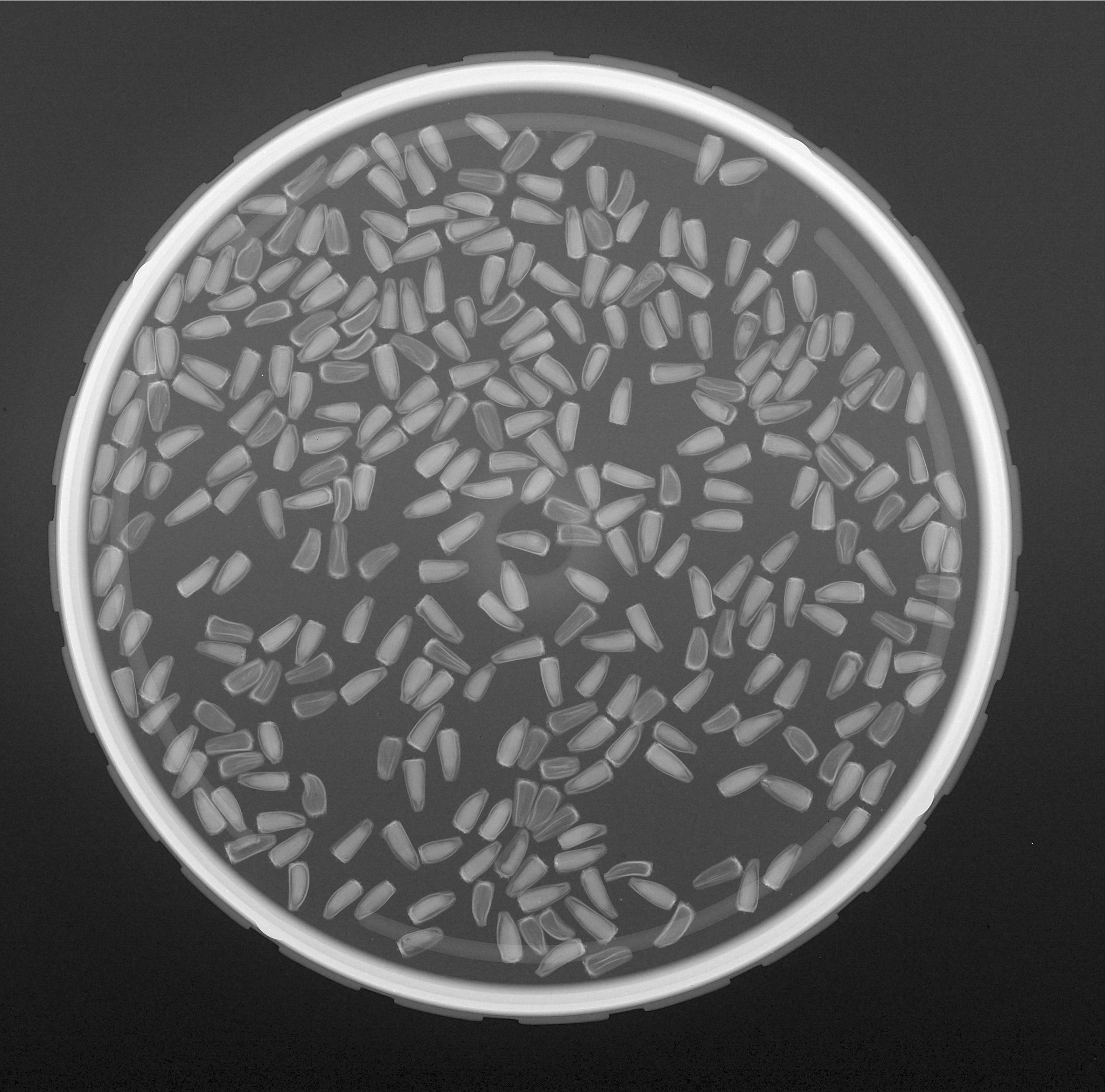 chichoree seg Instance Segmentation Dataset and Pre-Trained Model by yomna