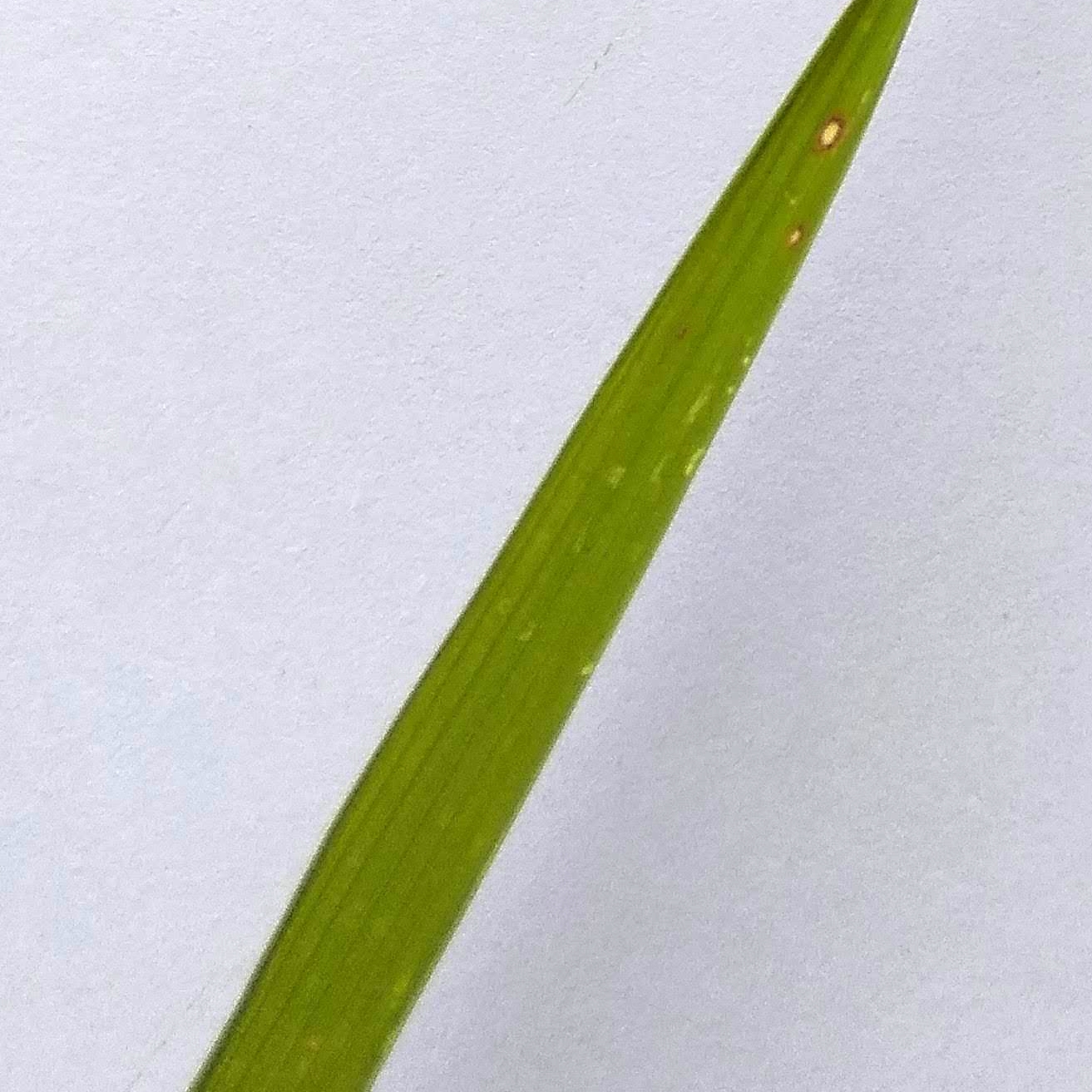 Ricediseaseinferenceone Valid Object Detection Dataset By Objectdetection