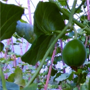 melon realtime Object Detection Dataset and Pre-Trained Model by Institut Teknologi Telkom ...