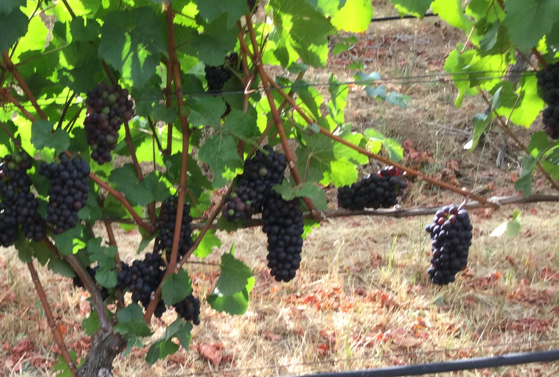 workshop3-object-Segmentation Instance Segmentation Model by nuchjaree