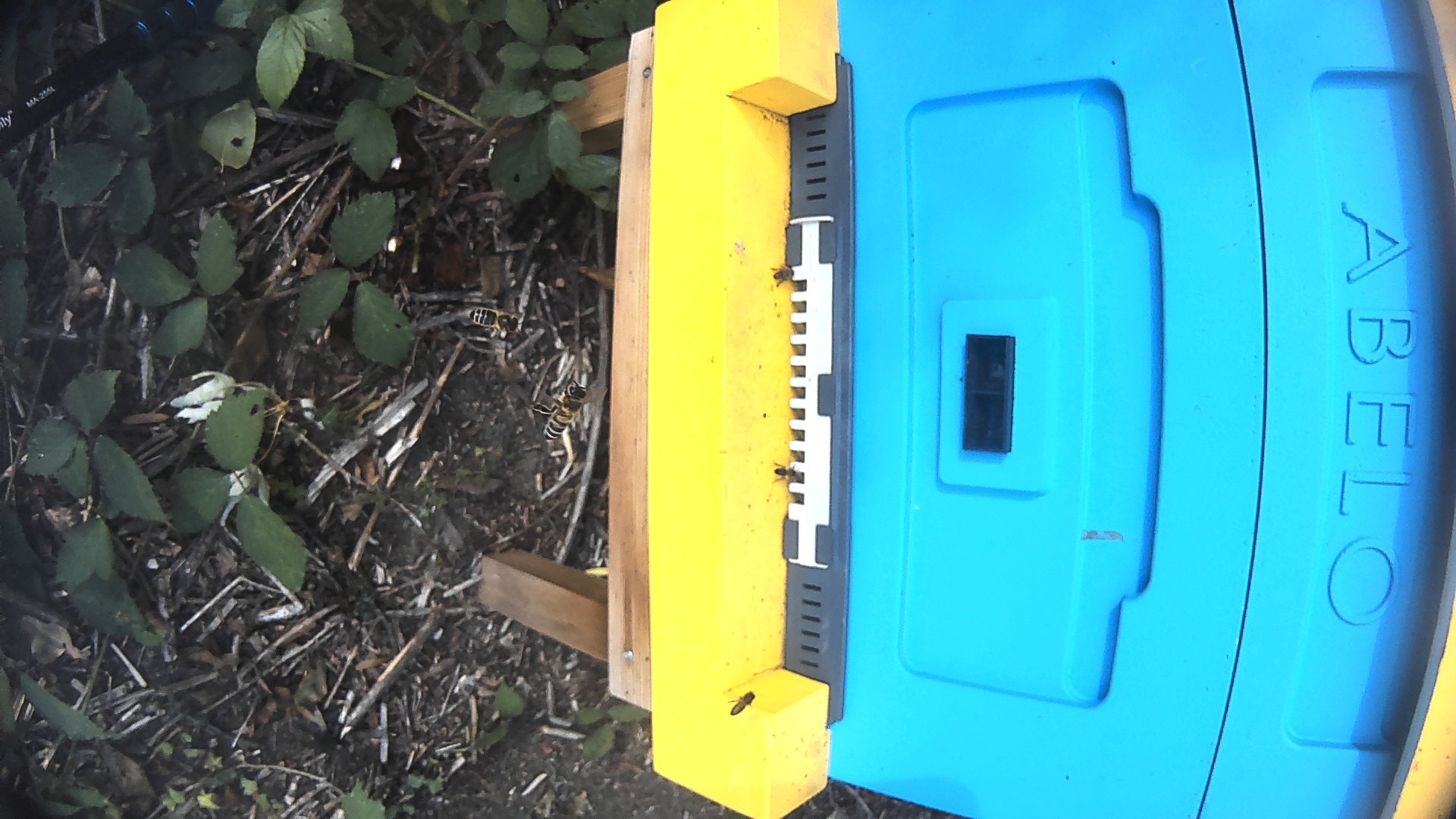 hoverfly - Roboflow Universe