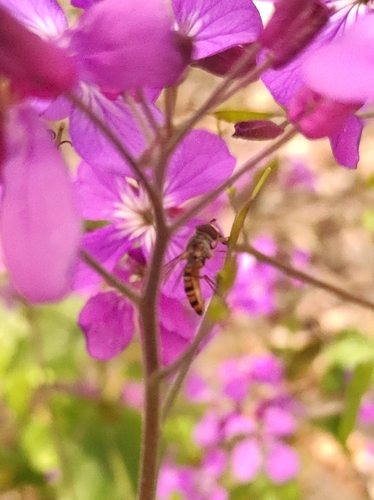 hoverfly3 Object Detection Dataset by hoverfly