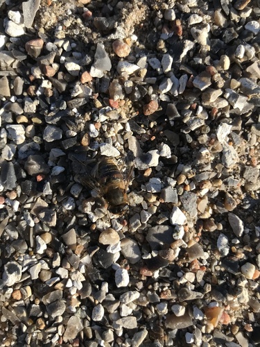 hoverfly2 Object Detection Model by hoverfly