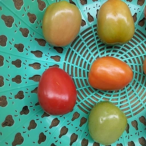 Tomato sorter Instance Segmentation Model by TOMATO SORTER