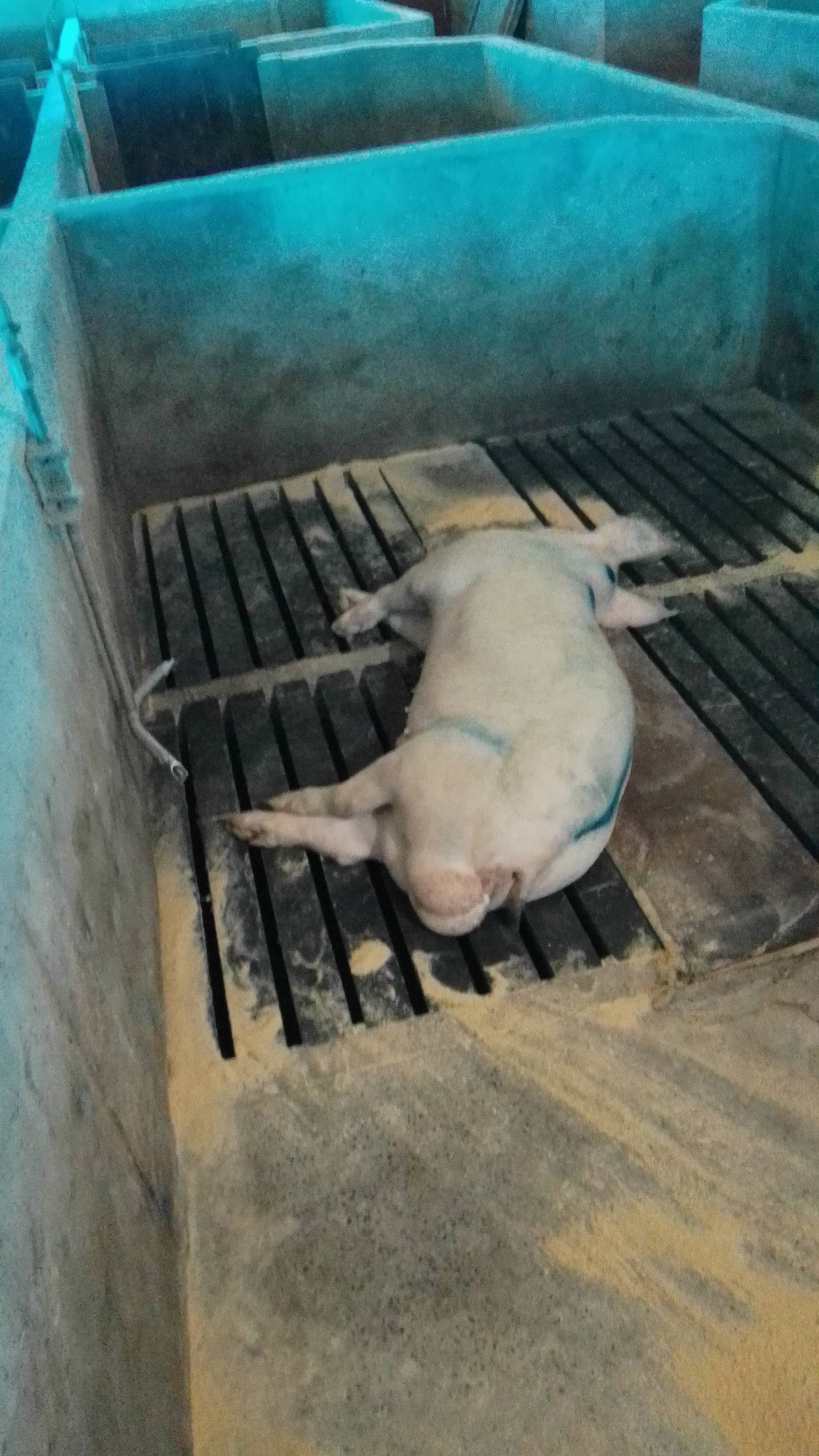 Pig_Single_Class Classification Dataset by Eduardo Bedin