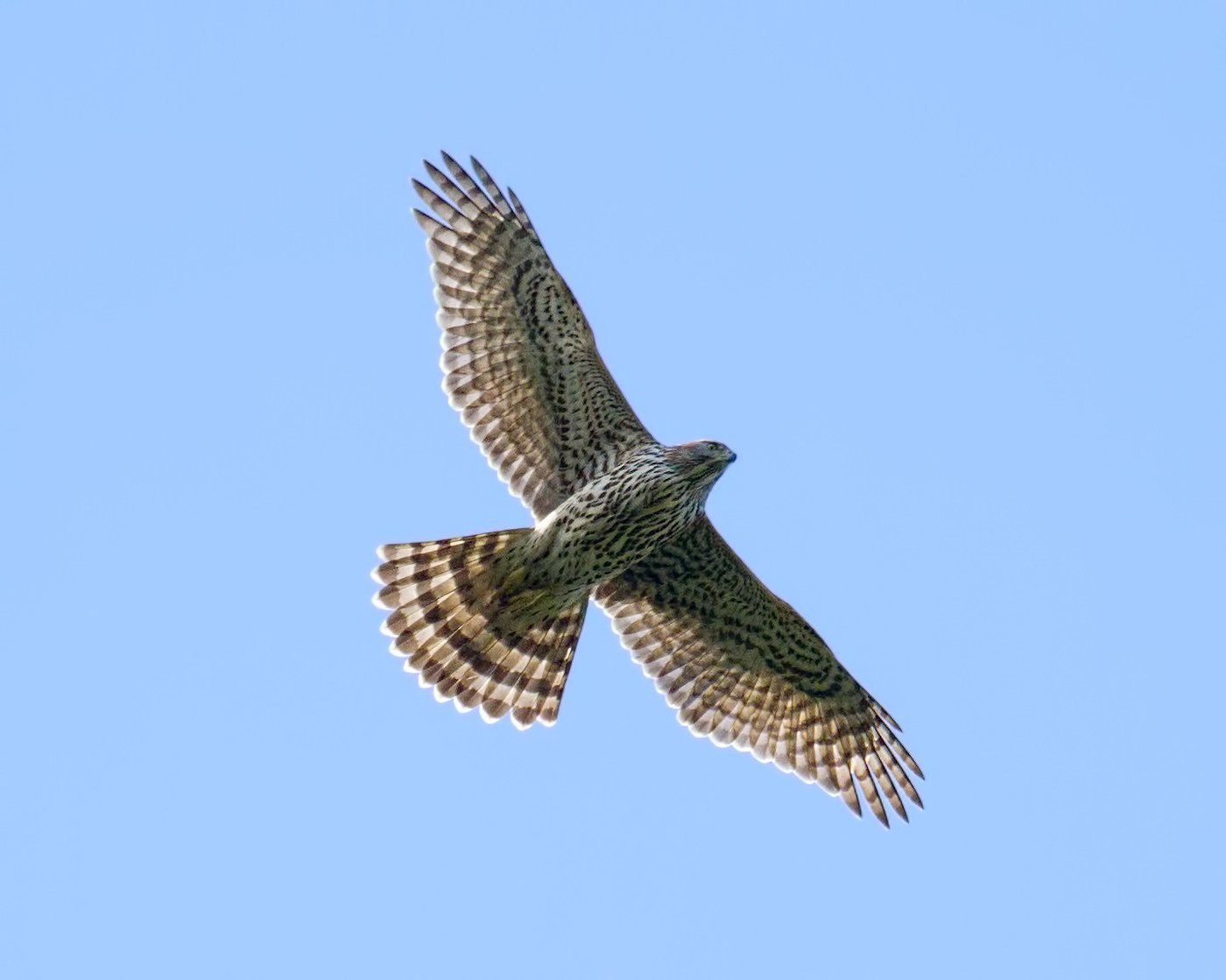 BPLA Object Detection Dataset by project-k5wat