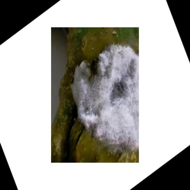 Fresh and Rottten Vegetable Object Detection Dataset and Pre-Trained Model by KELLA