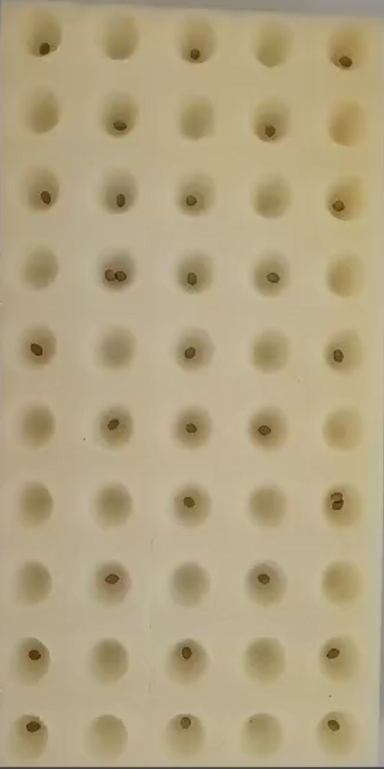 Seed Detection Object Detection Dataset By Start