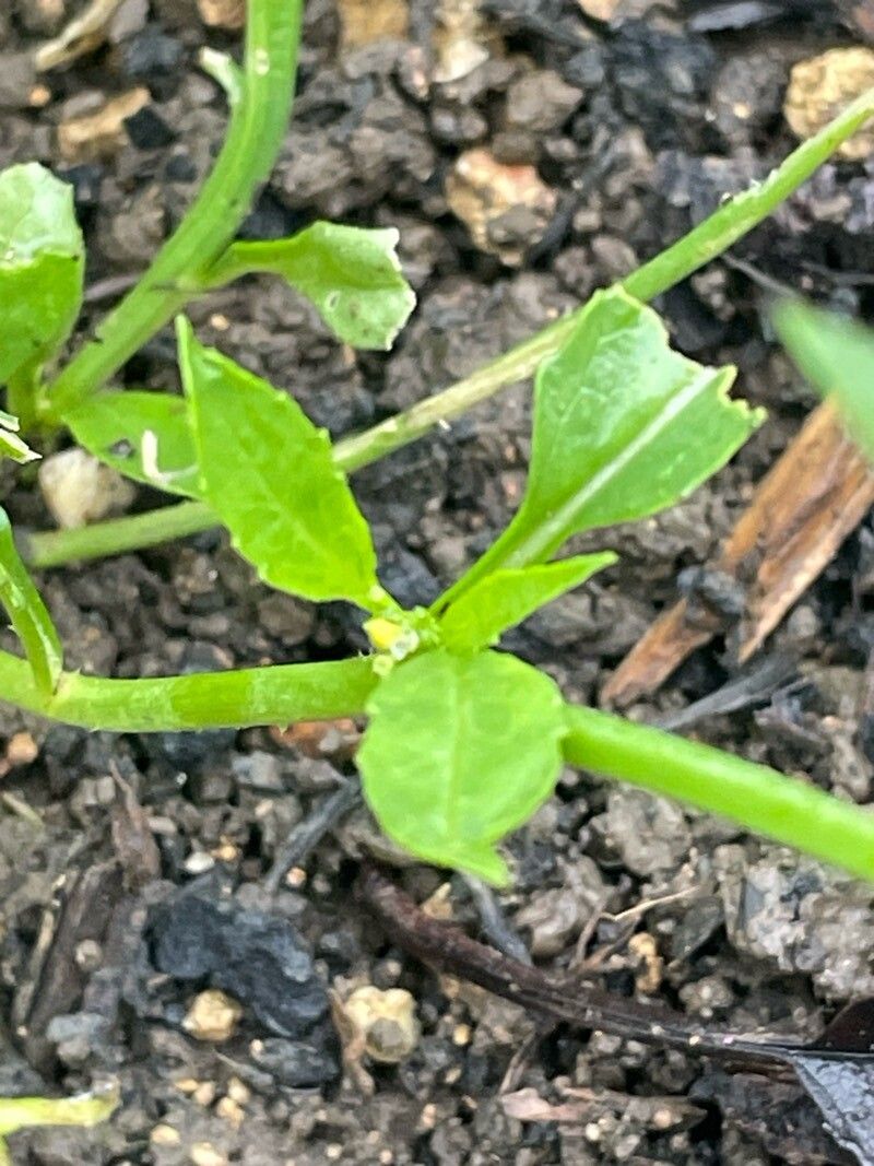 Weed Identification Classification Model by weed