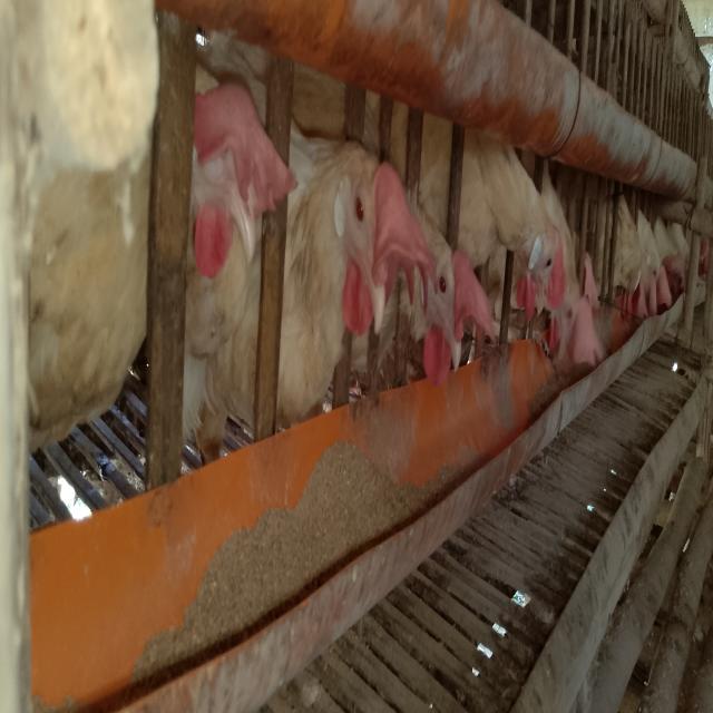 Poultry MS Object Detection Dataset by PMS