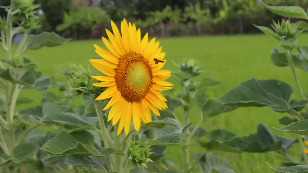 Sunflower Object Detection Dataset By Sunflower