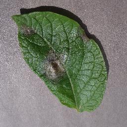 potato Object Detection Dataset and Pre-Trained Model by jinx