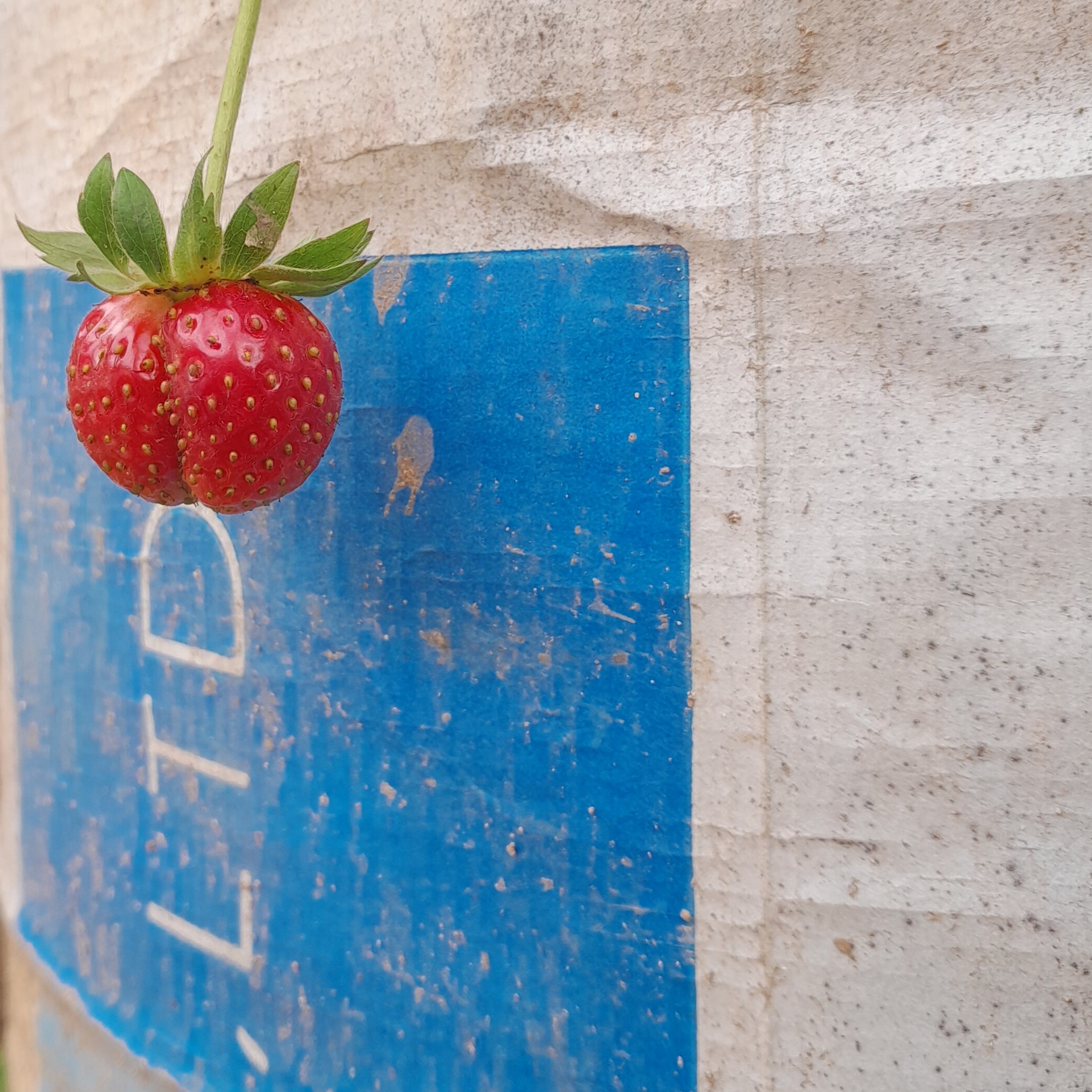 Strawberryku - Roboflow Universe