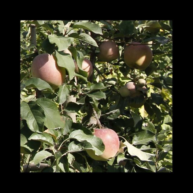 Merged Apples (Bbox) Object Detection Dataset by Apple Detection Localization