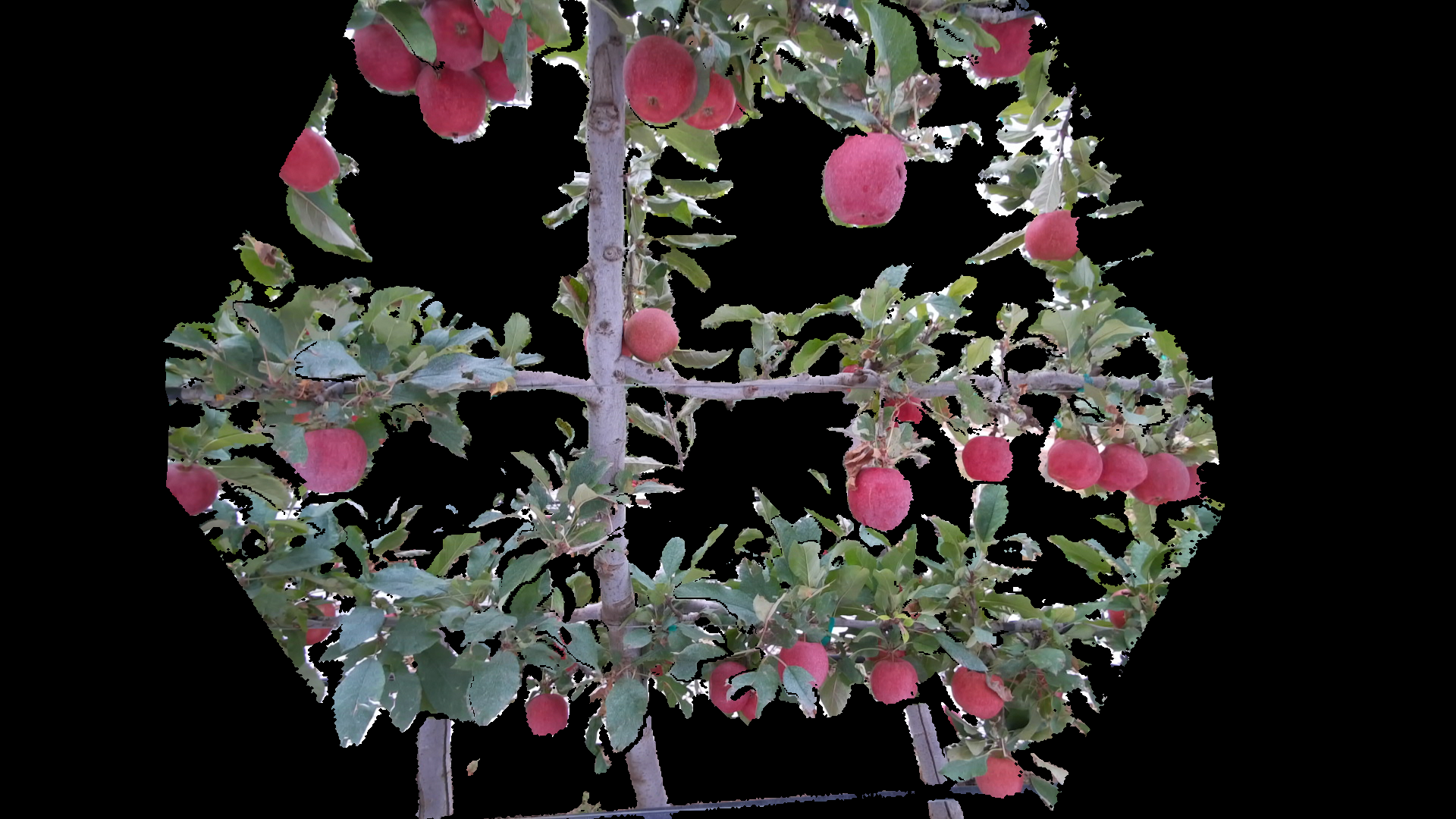 threshold-apples-wsu Object Detection Dataset by Apple Detection Localization