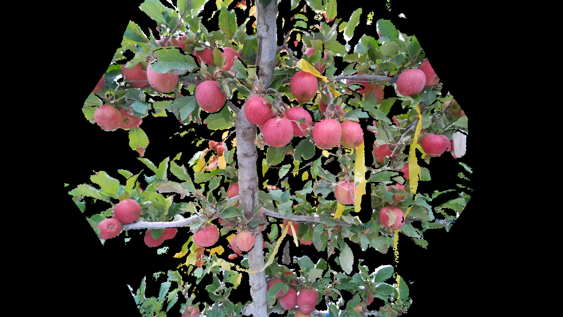 Threshold Apples Object Detection Dataset by Apple Detection Localization