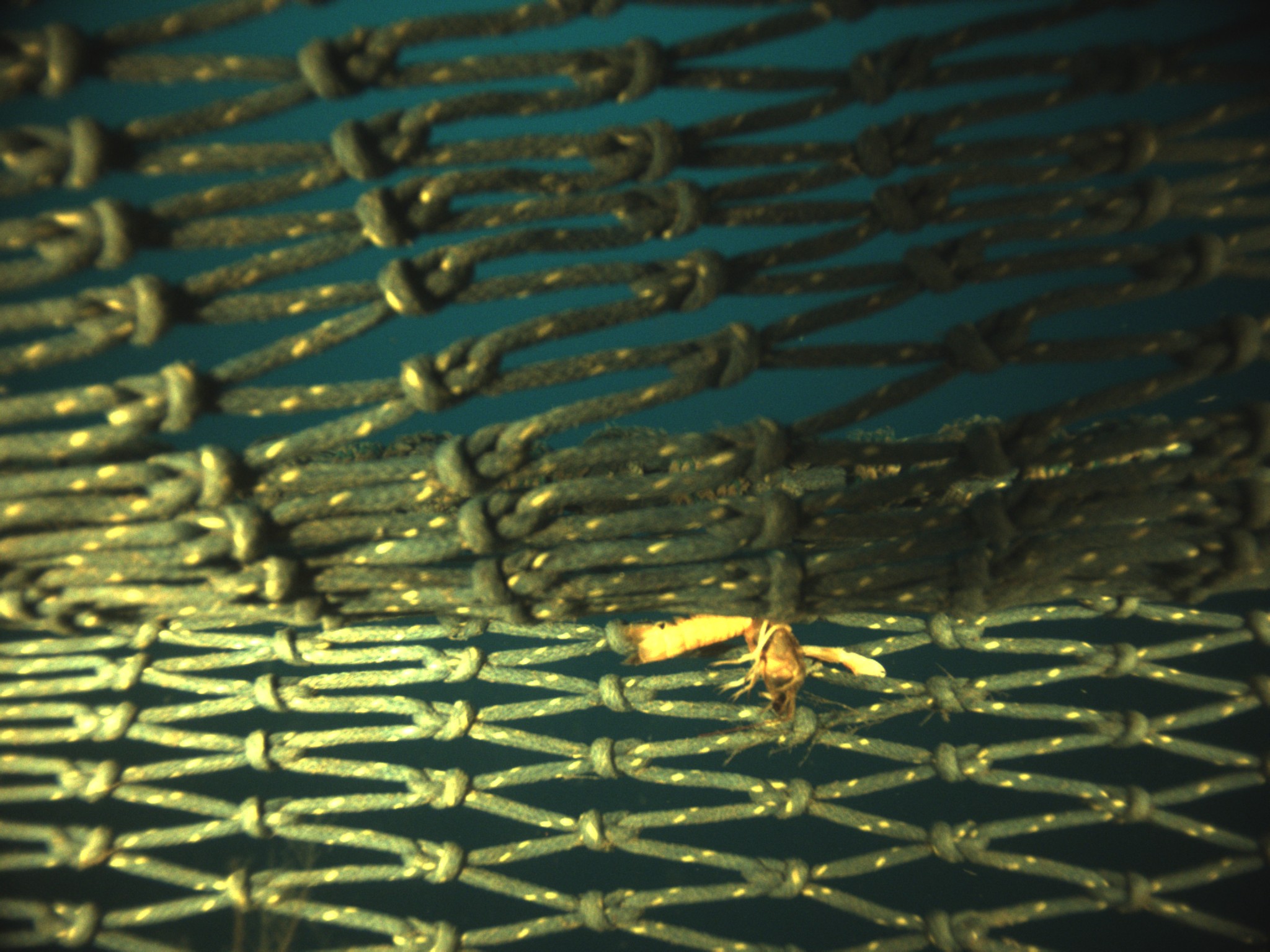 combined Instance Segmentation Dataset by yolo