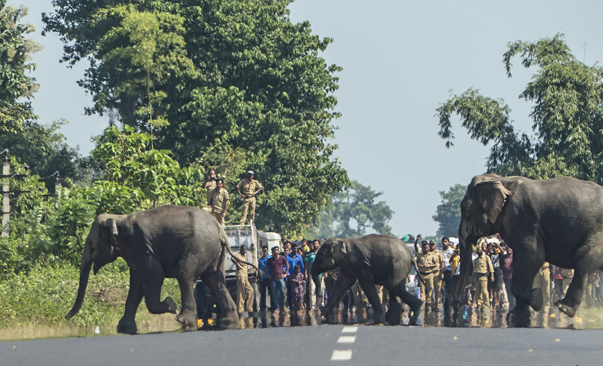Harold Das - Roboflow Universe