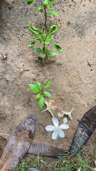 weed annotation Object Detection Dataset and Pre-Trained Model by Abhishek Patil