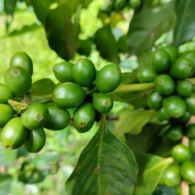 prueba cafe 1 Object Detection Model by Chato