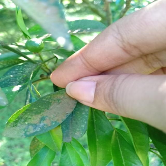 calamansi Object Detection Model by bel