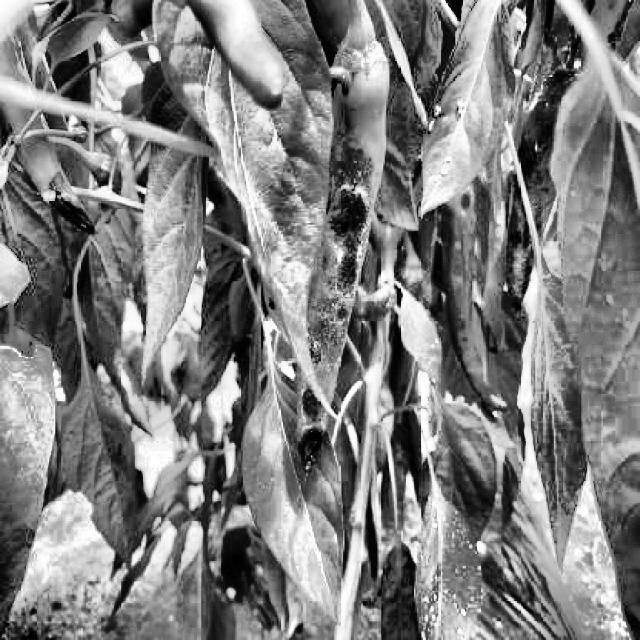 a Object Detection Dataset by hantak