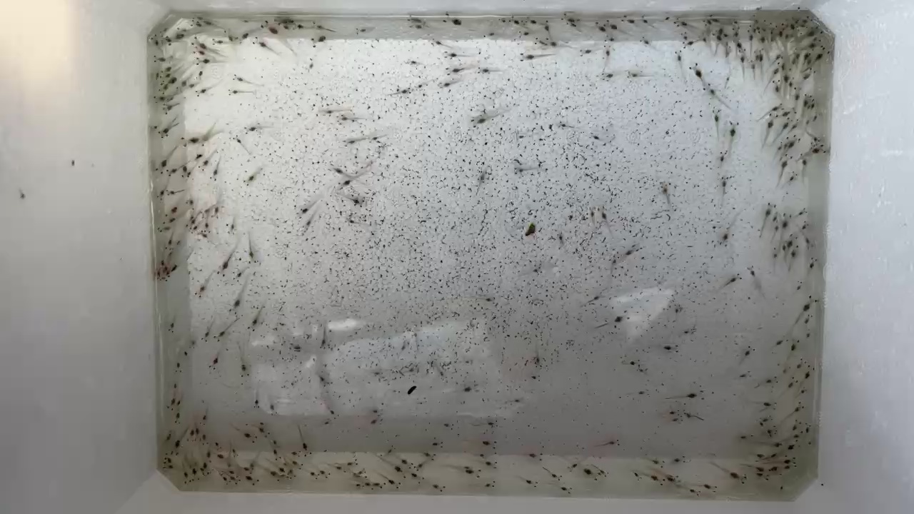 Ph Nguyn Phan Hi Roboflow Universe