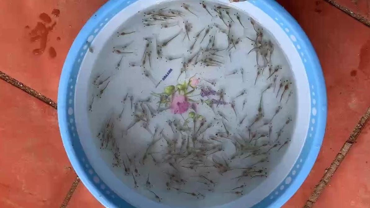 Shrimp5 Object Detection Dataset V2 2024 01 25 6 49pm By Ph Nguyn