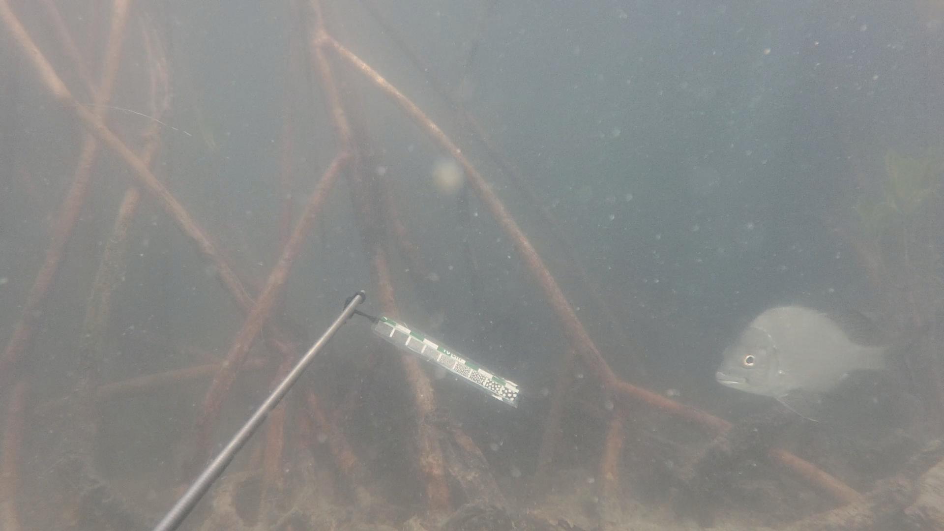 Deep Fish Object Detection Model by g18L5754