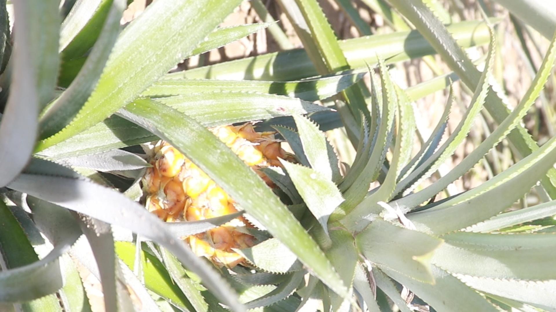 Pineapple Object Detection Dataset And Pre Trained Model By Pineapplev2