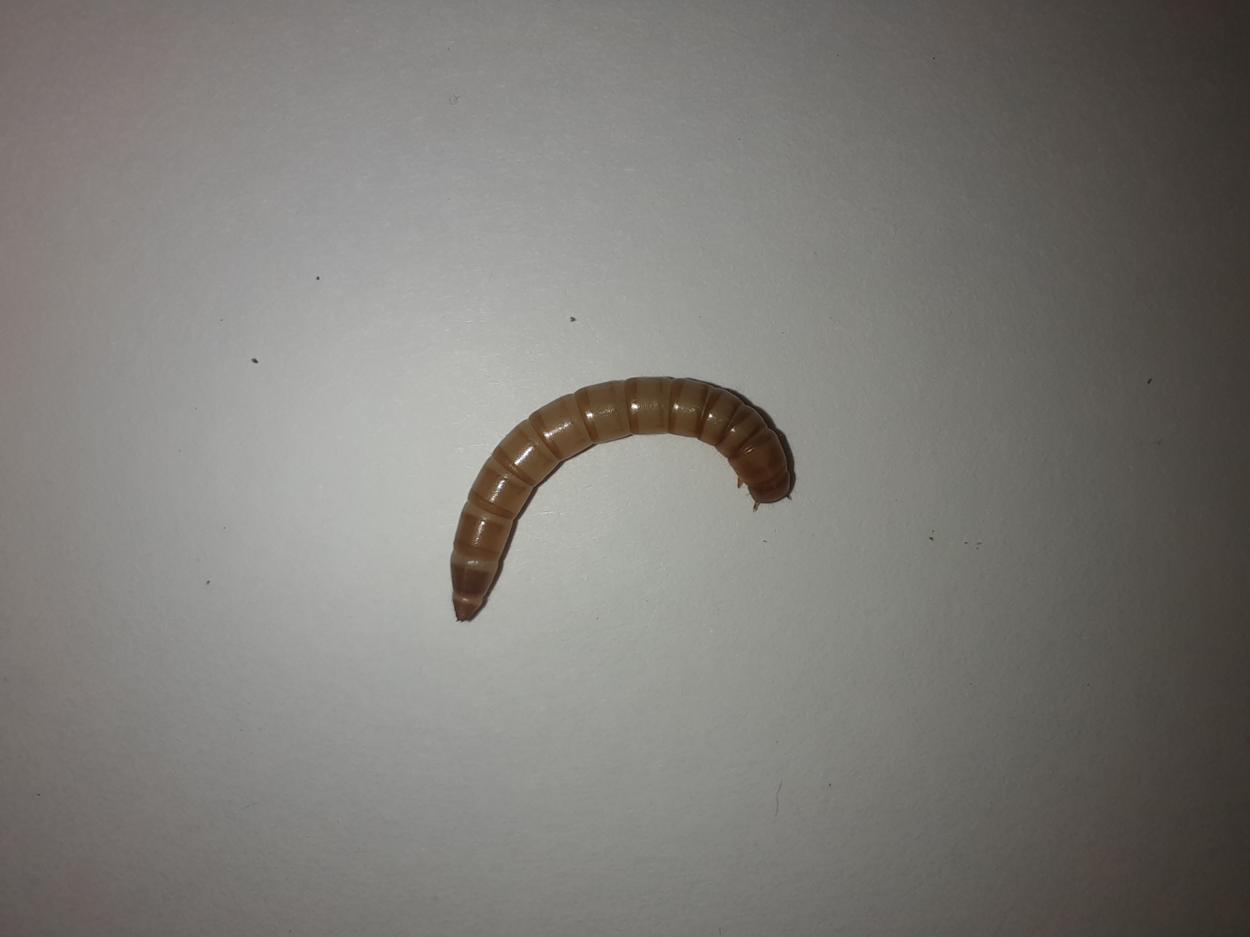 NeoBreed Object Detection Model by munich