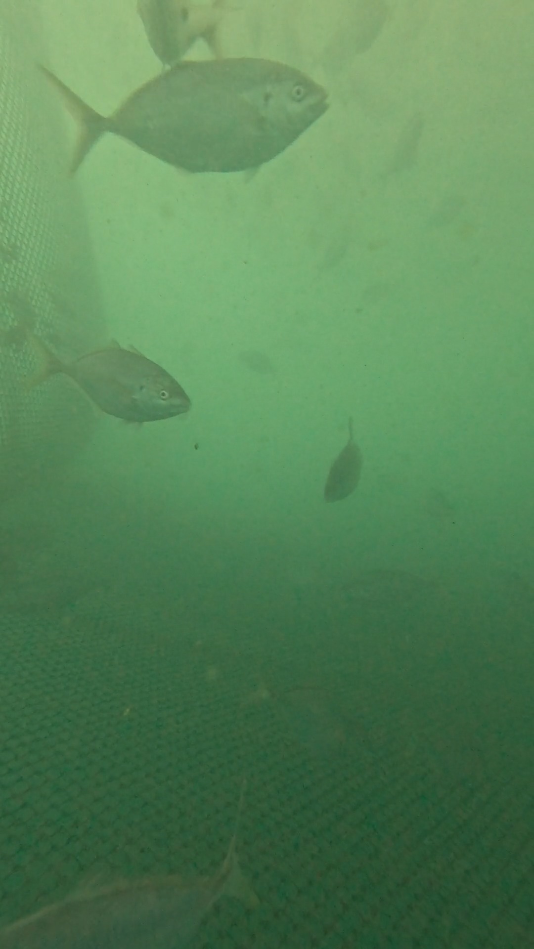 fish Keypoint Detection Dataset by fishkeypoint