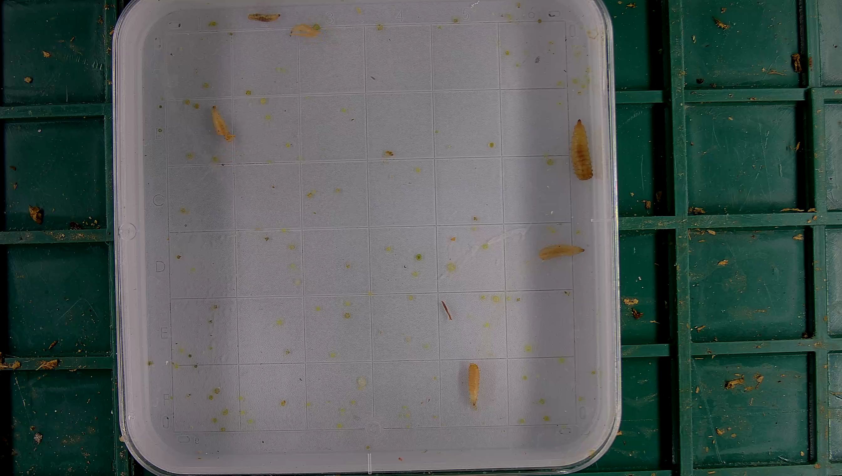 bug Object Detection Dataset by khsastro@naver.com