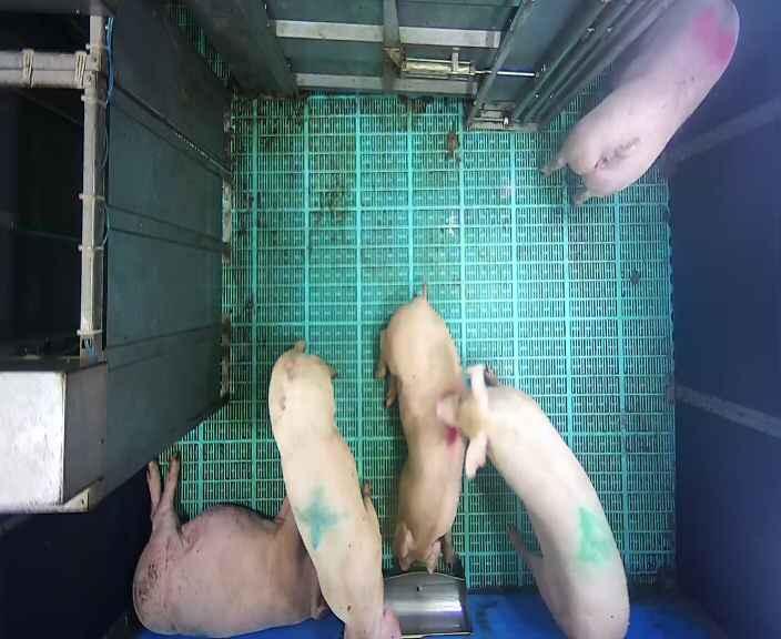 Pig monitoring Object Detection Dataset by DL