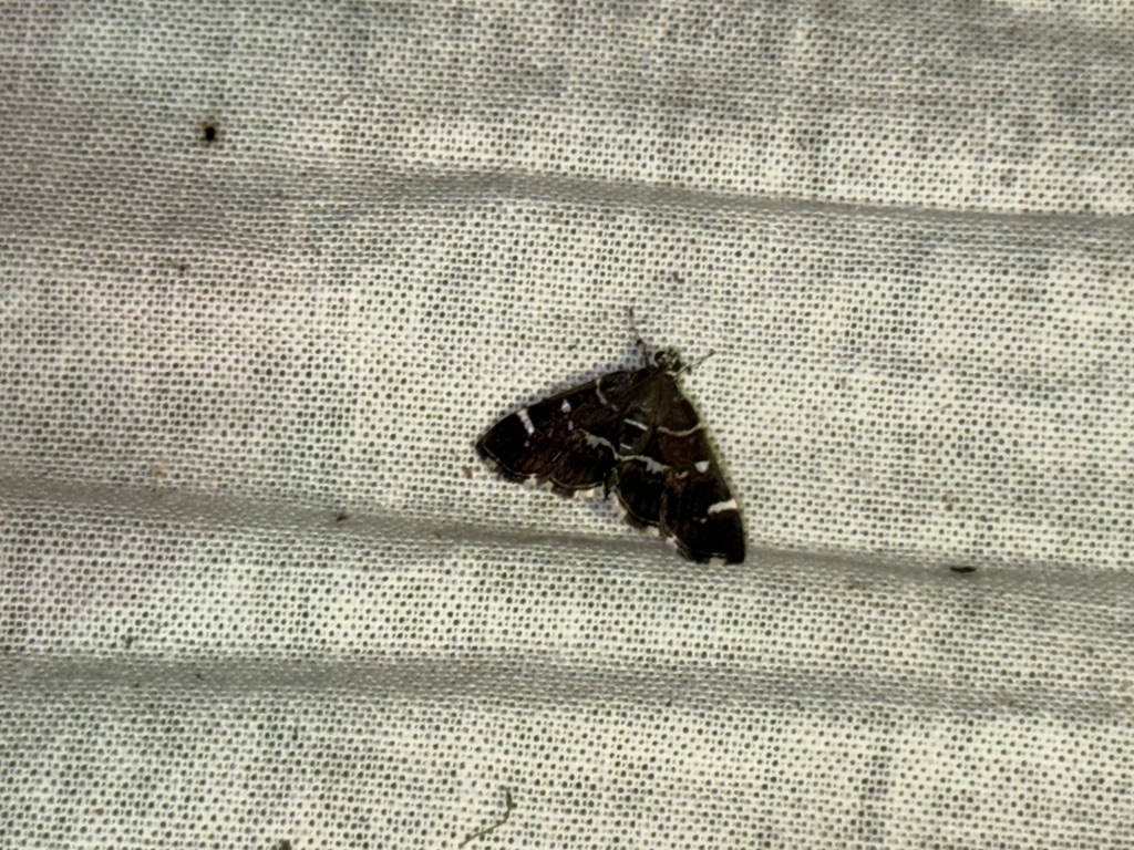 CR Moth Detector Object Detection Model by SeedSpark