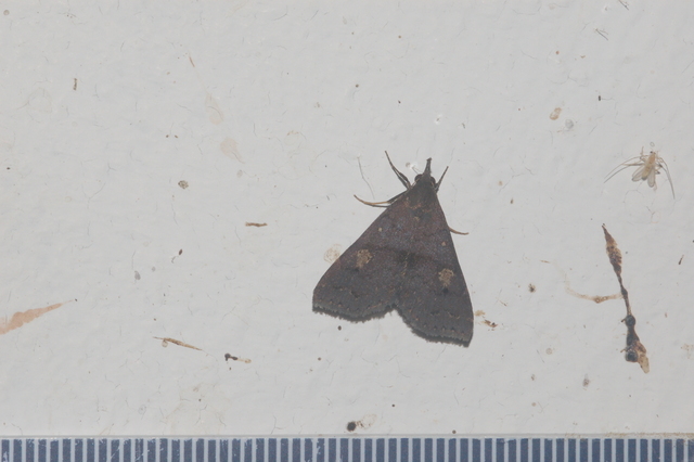 Moth Detector 2 Object Detection Dataset and Pre-Trained Model by SeedSpark