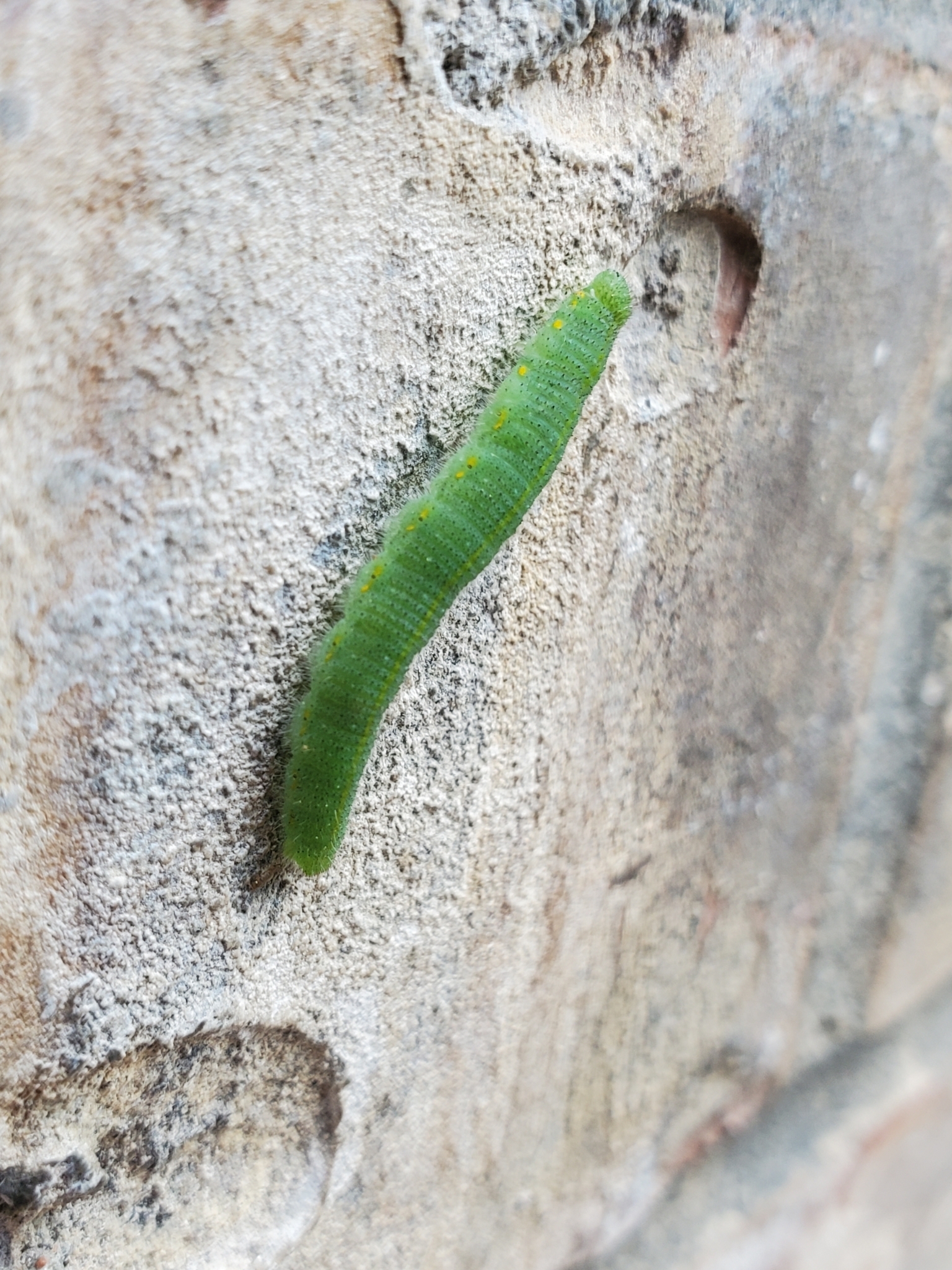 Moth Detector - Michael Test Object Detection Dataset by SeedSpark