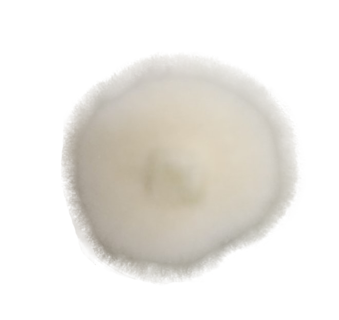 mold_state Object Detection Dataset by yuyoung