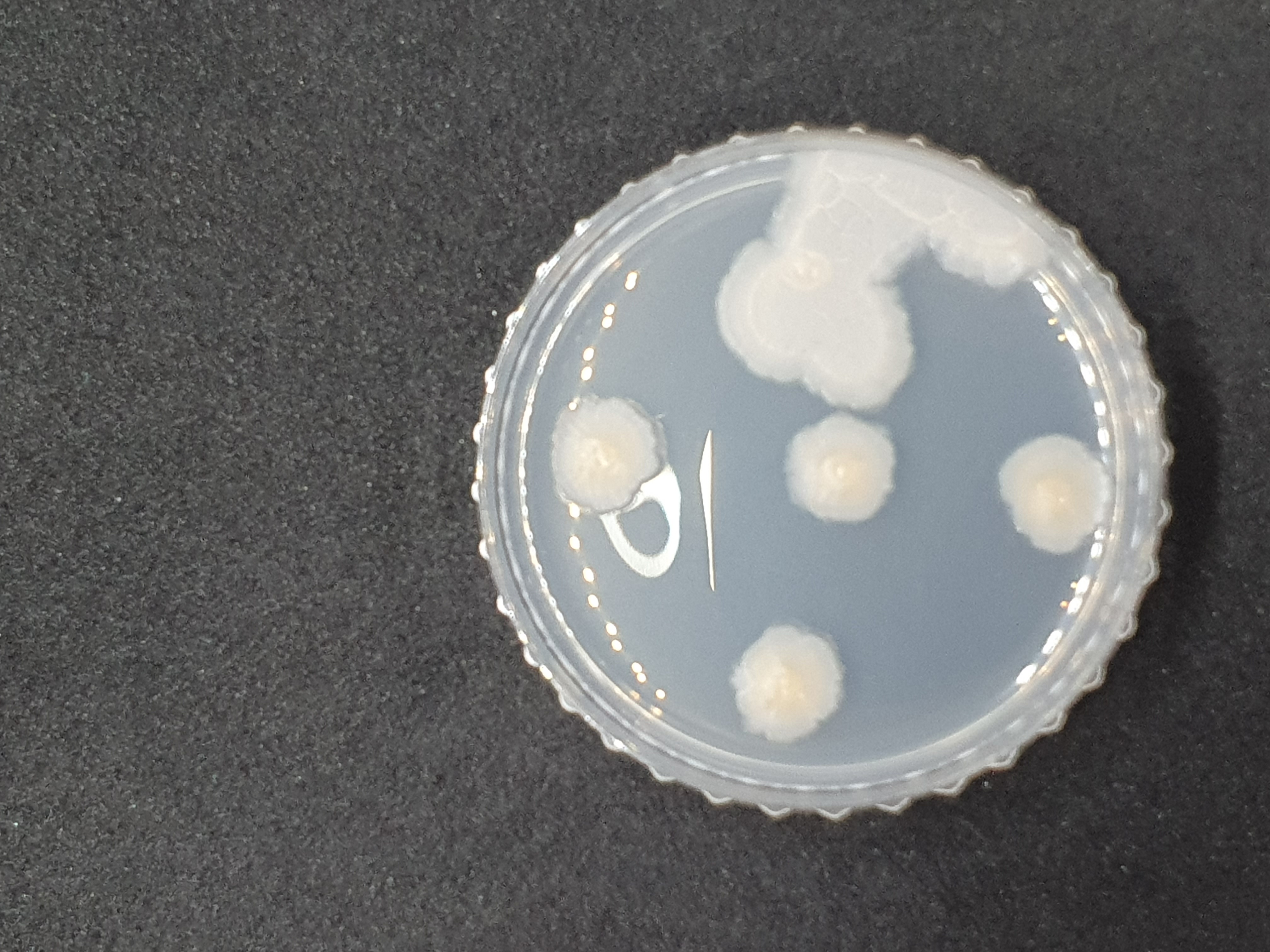 ku-mold Instance Segmentation Dataset by yuyoung