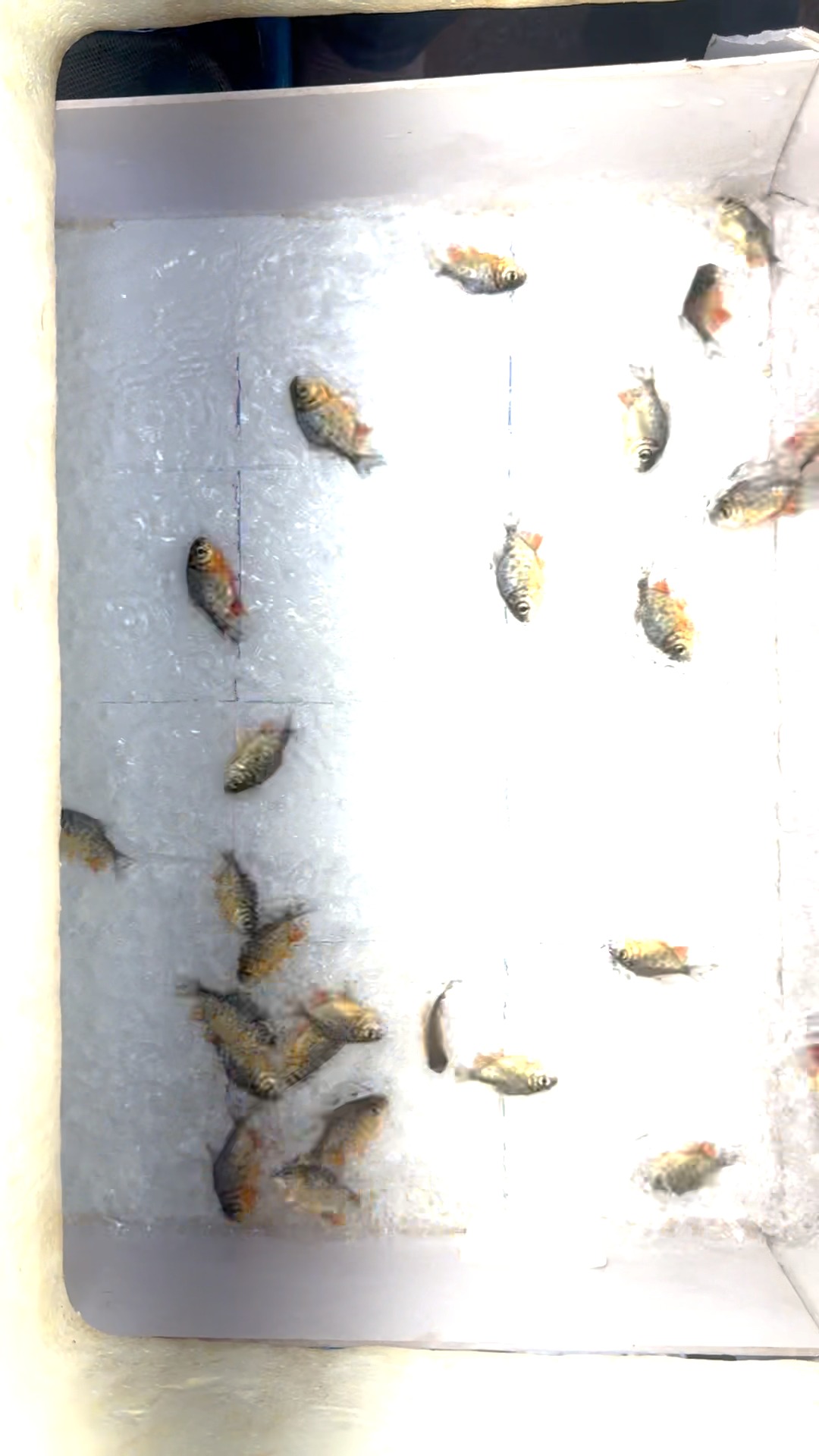 fish 100 Object Detection Dataset and Pre-Trained Model by 250 Caranhas