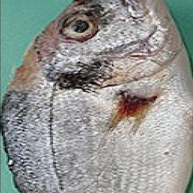 fish-disease-object-detect Object Detection Model by Ritesh
