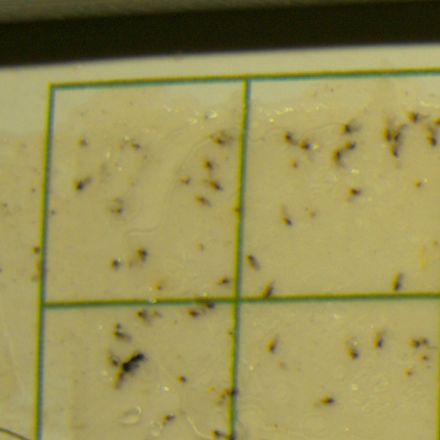 1_CITRICOS_R1_PLA_CI Object Detection Model by QuimicaMasso