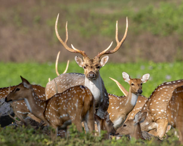 tiger & deer POC Object Detection Model by POC